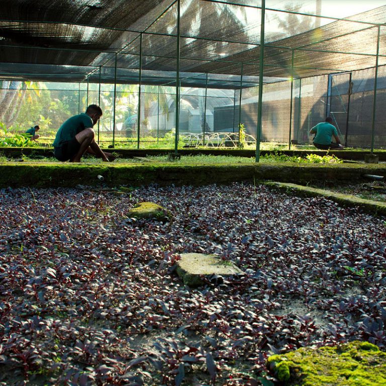 Ruvini Aqua Plants Lanka