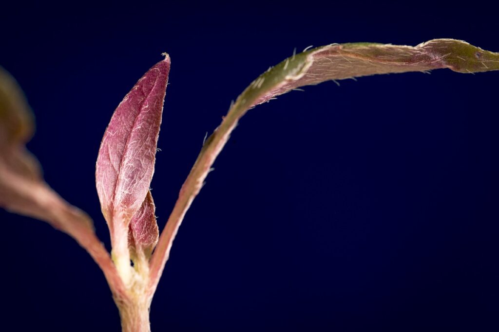 Ruvini Aqua Plants Lanka