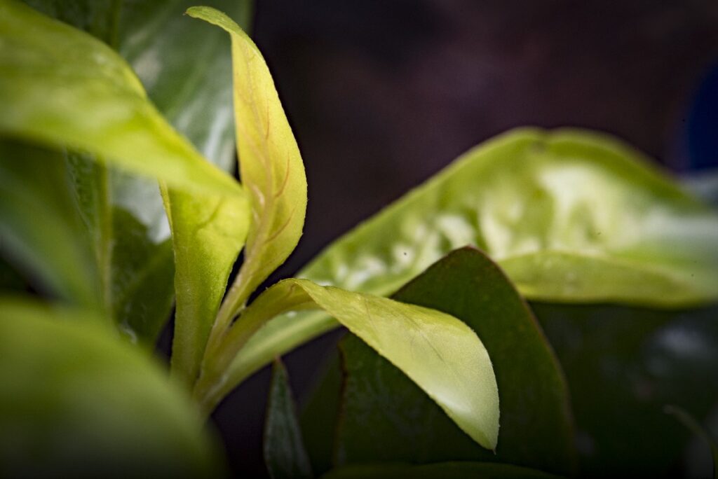 Ruvini Aqua Plants Lanka