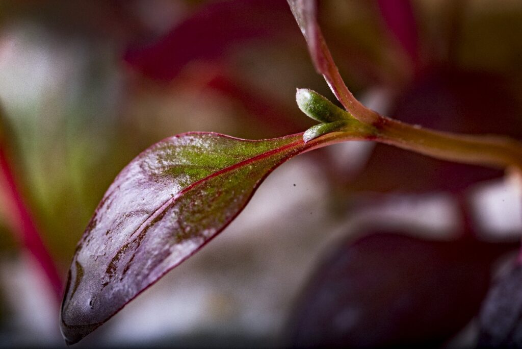 Ruvini Aqua Plants Lanka
