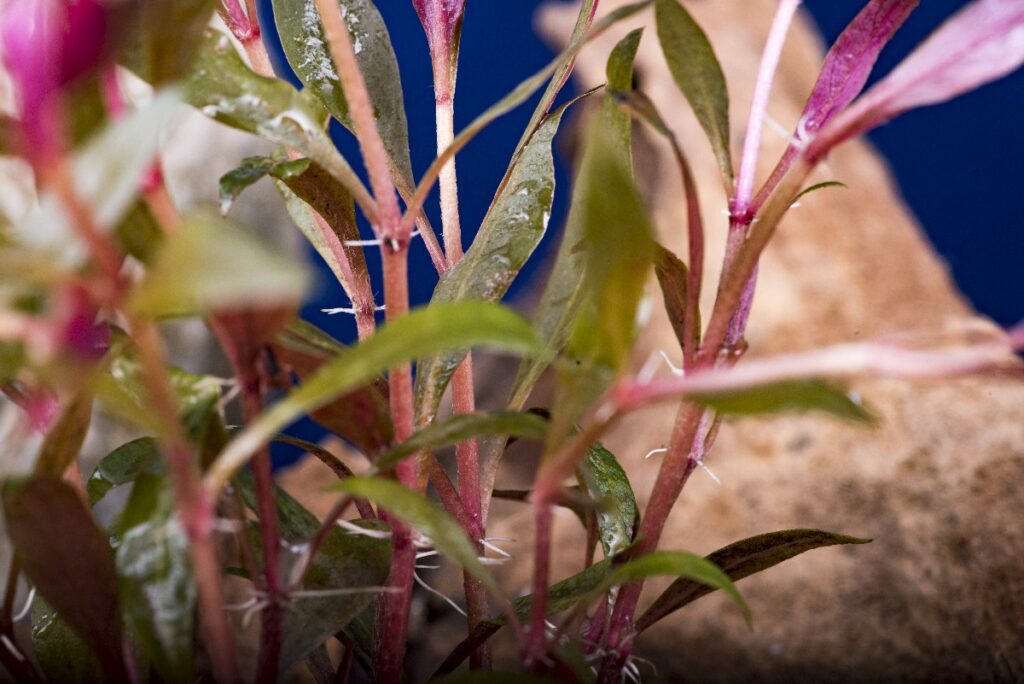 Ruvini Aqua Plants Lanka