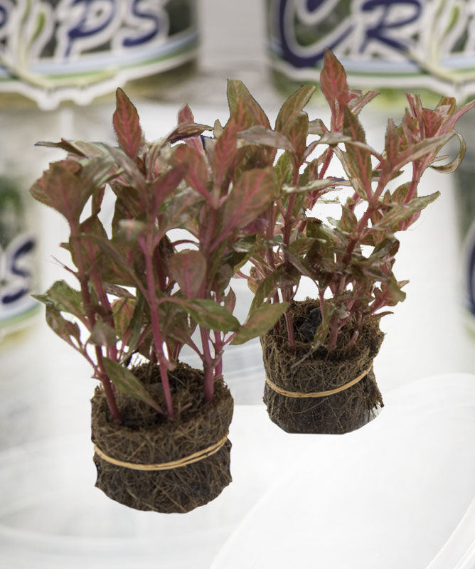 Ruvini Aqua Plants Lanka
