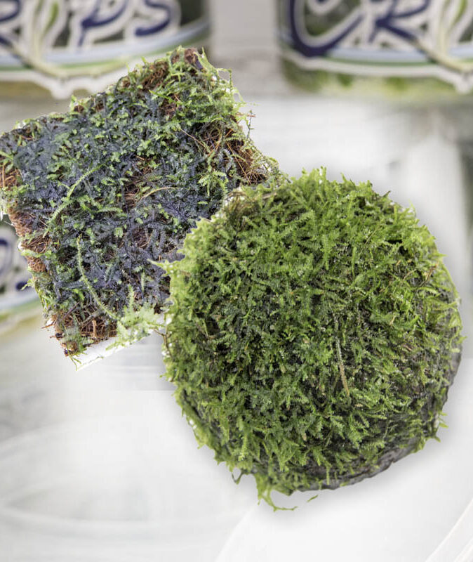 Ruvini Aqua Plants Lanka