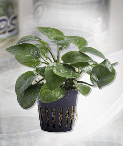 Ruvini Aqua Plants Lanka